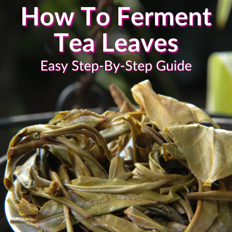 How To Ferment Tea Leaves (Easy Step-By-Step Guide)